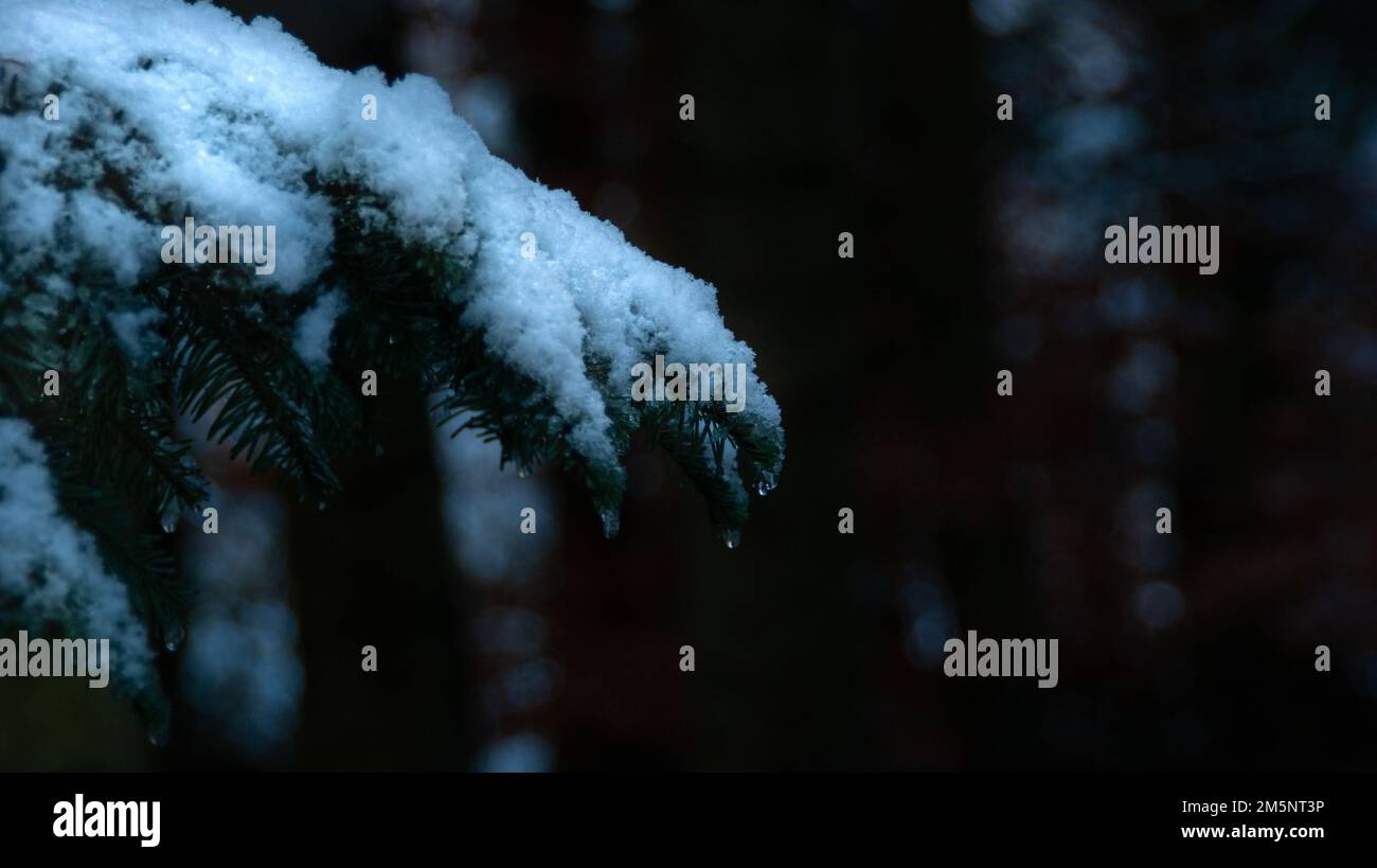A closeup shot of a fir branch covered in snow Stock Photo - Alamy