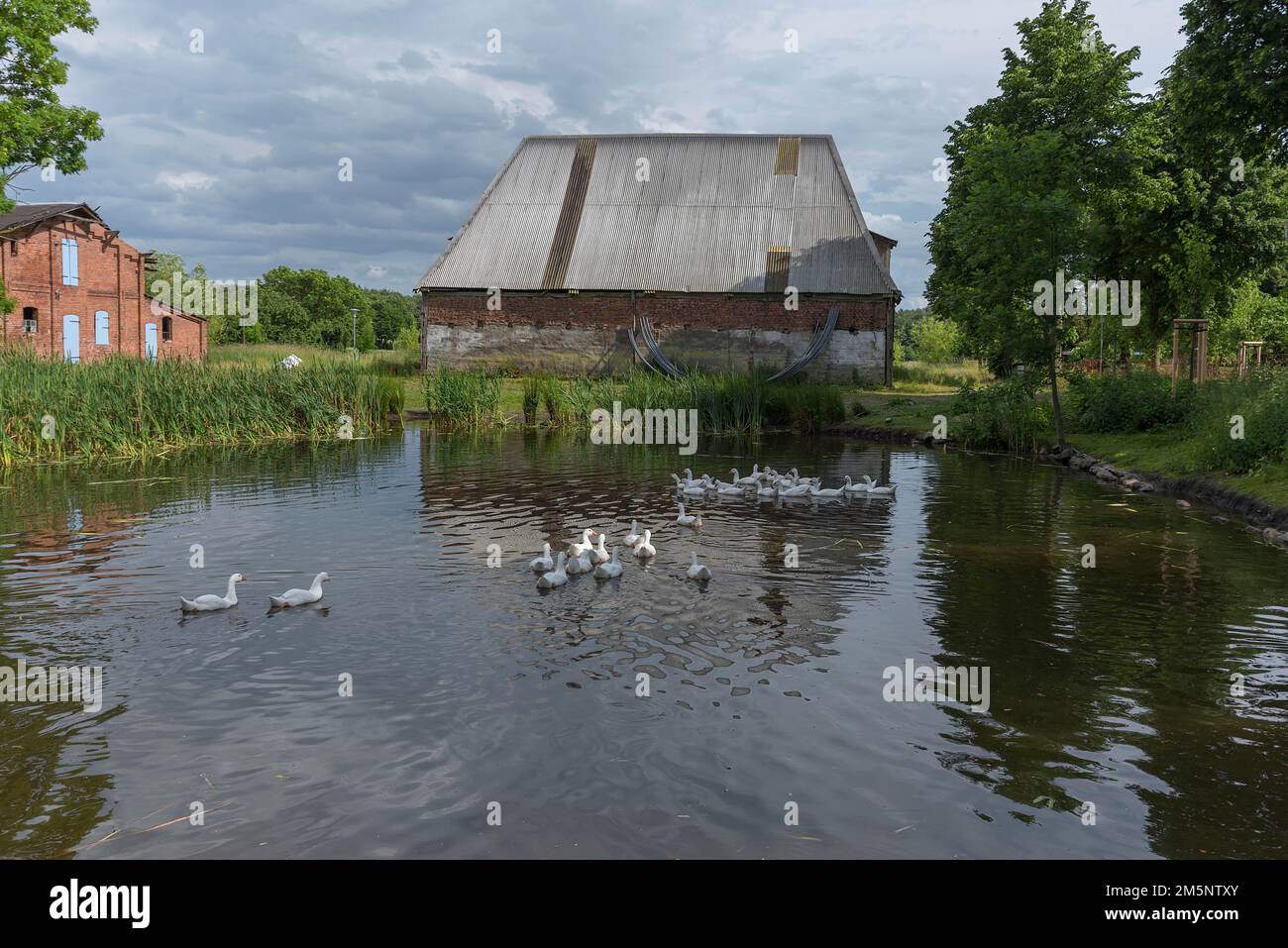 Geese in the pond, in the back former poultry and pigsty, manor in ...