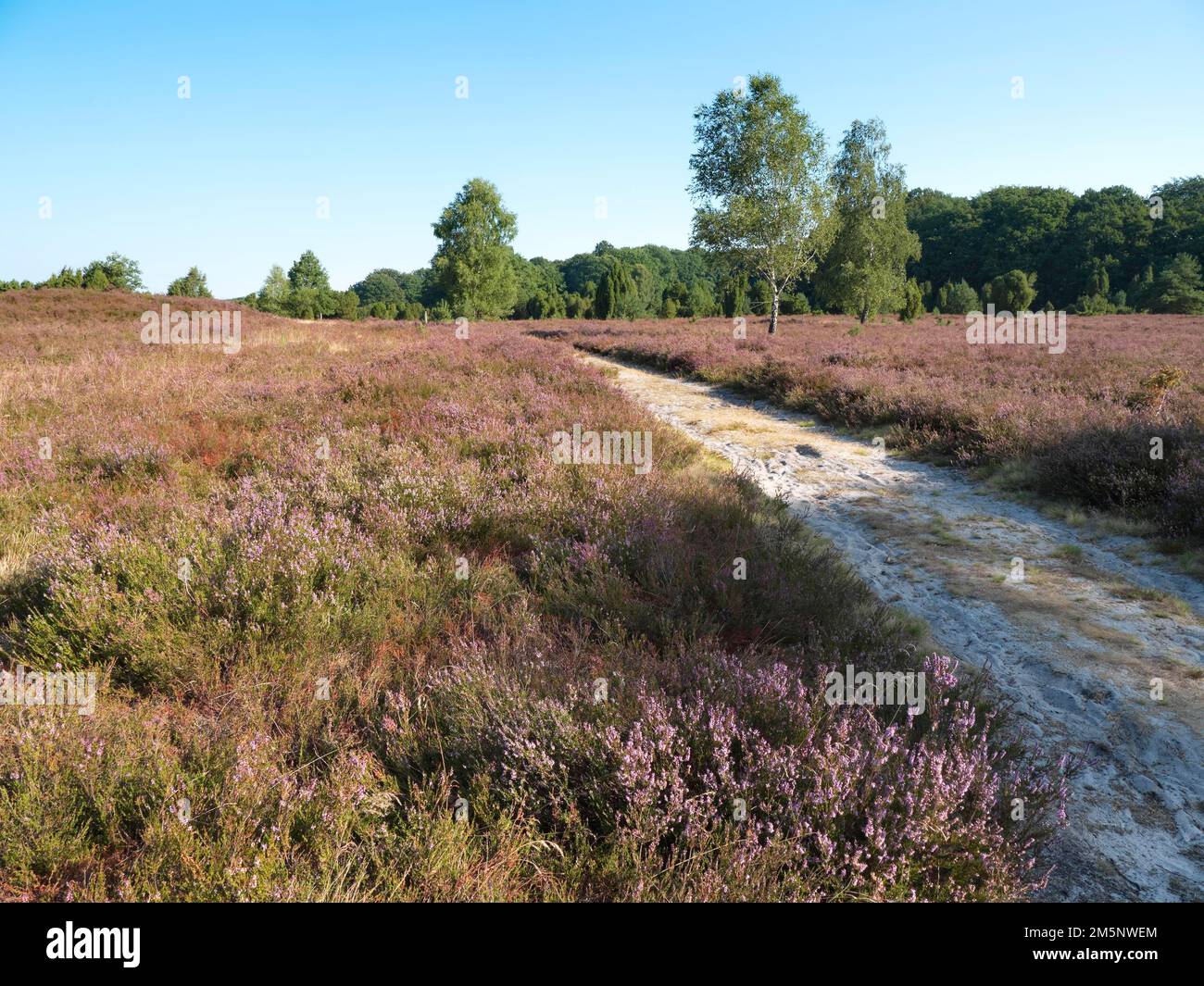 Heath blossom in the Lueneburg Heath nature Park, criss-crossed by a ...