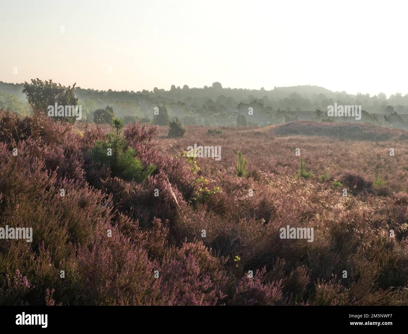 Heath blossom in the early morning in the Lueneburg Heath nature Park ...