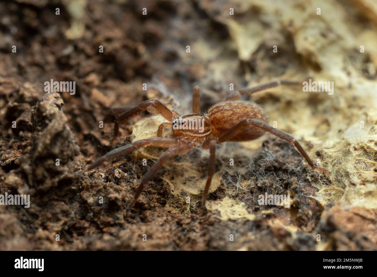Miturgidae hi-res stock photography and images - Alamy