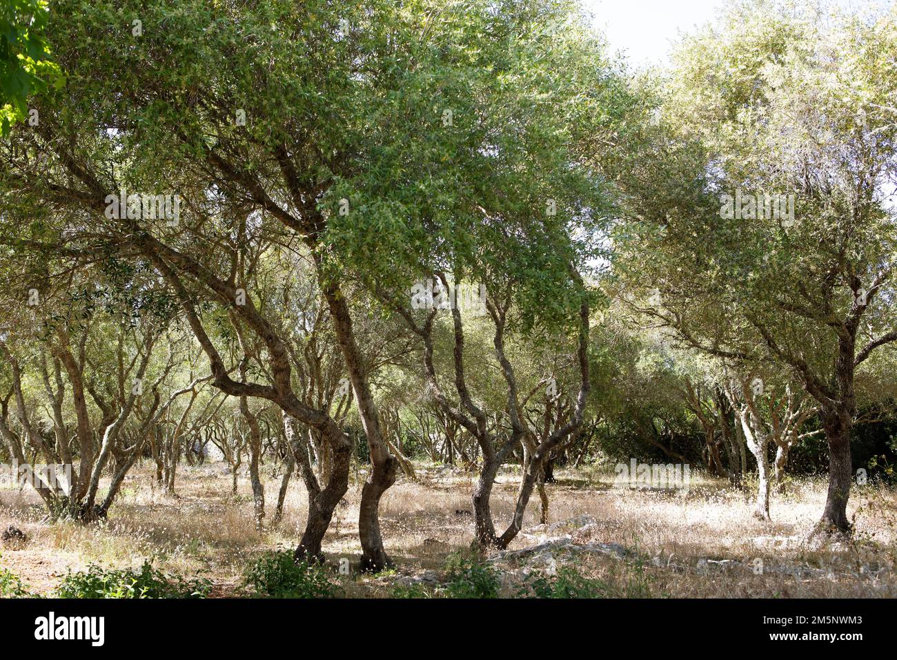 Wild olive trees, Olea europaea, Torralbenc, Menorca, Balearic Islands ...