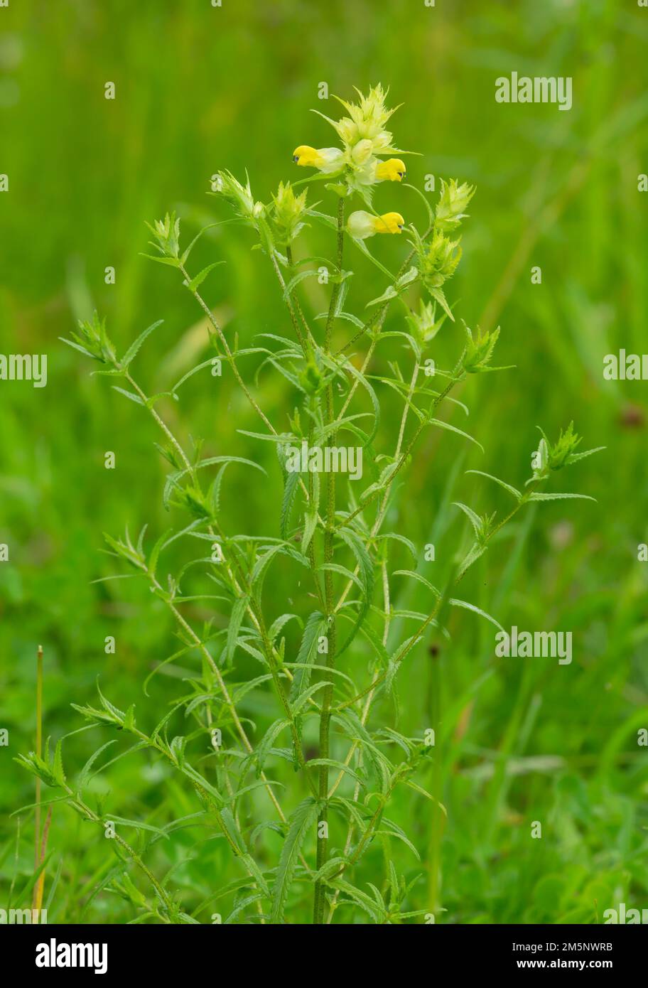 Yellow rattle flower hi-res stock photography and images - Alamy