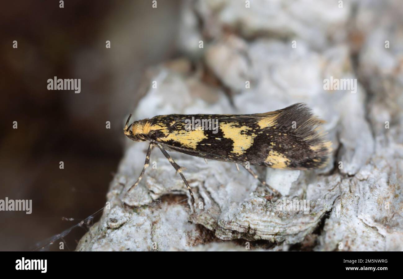 Concealer moth, Denisia resting on bark, macro photo with high ...