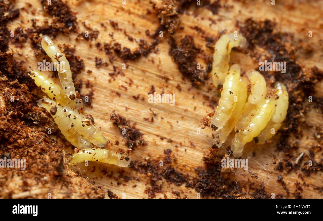 Diptera larvae hi-res stock photography and images - Alamy