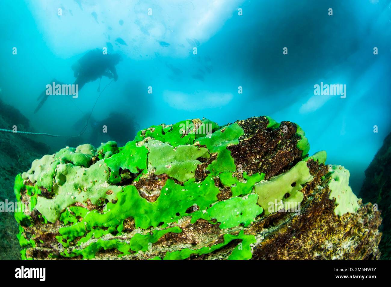 Scuba diver underwater and endemic sponge, Lake Baikal, Olkhon Island ...