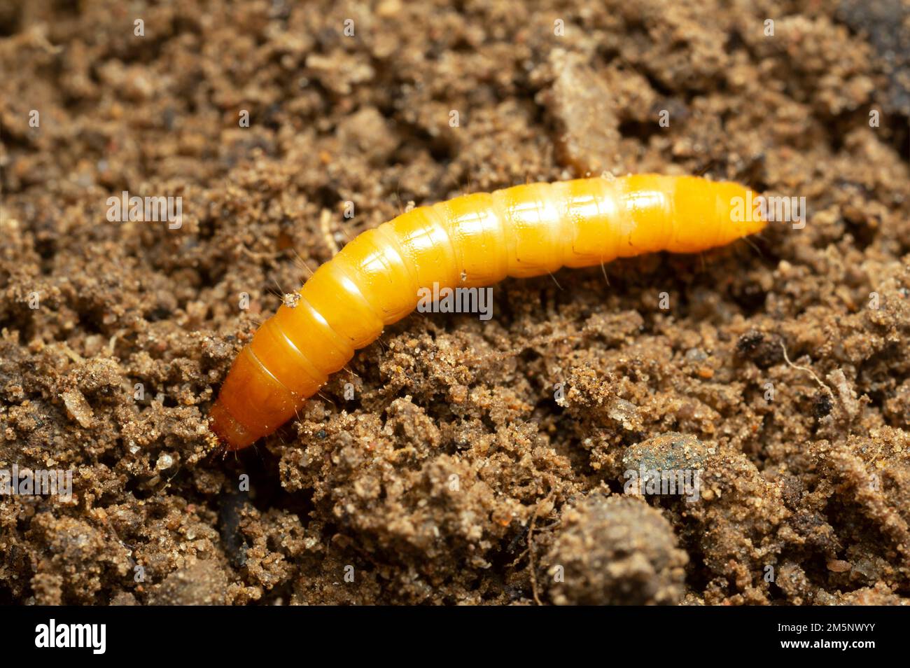 Click beetle, Elateridae larva on soil Stock Photo - Alamy