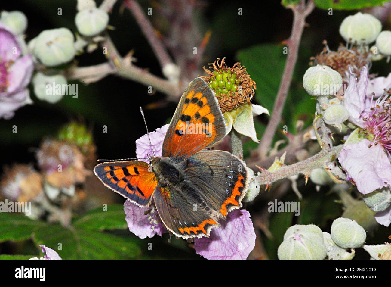 Small Copper "Lycaena phlaeas" butterfly on blackberry blossom, July ...