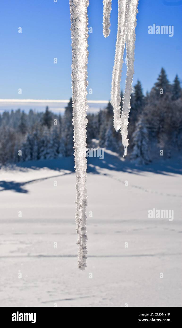 Icycle plants hi-res stock photography and images - Alamy