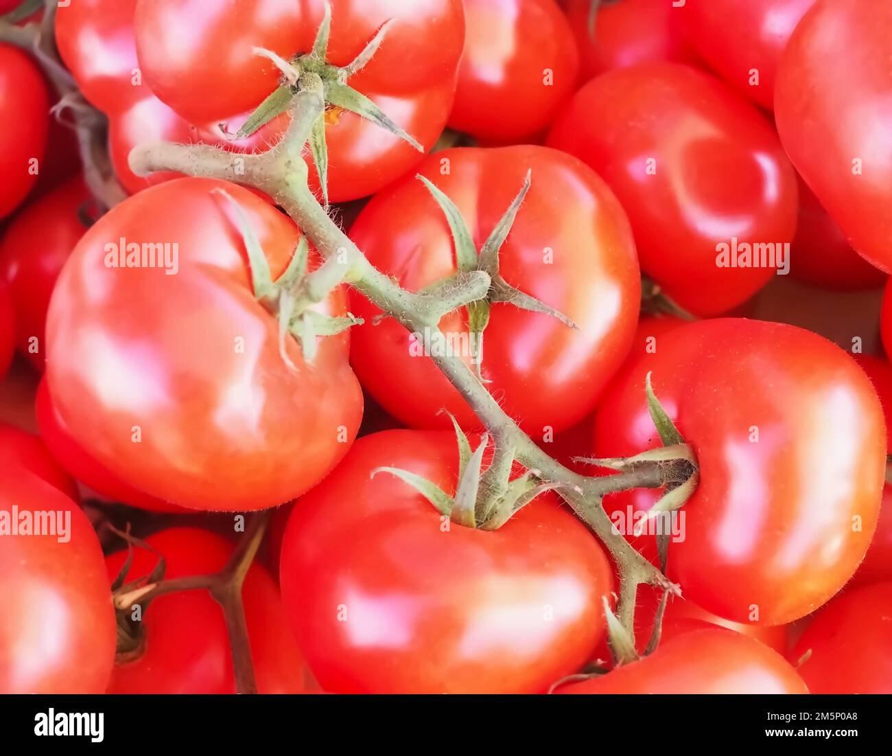 Tomatoes connected vine stem hi-res stock photography and images - Alamy