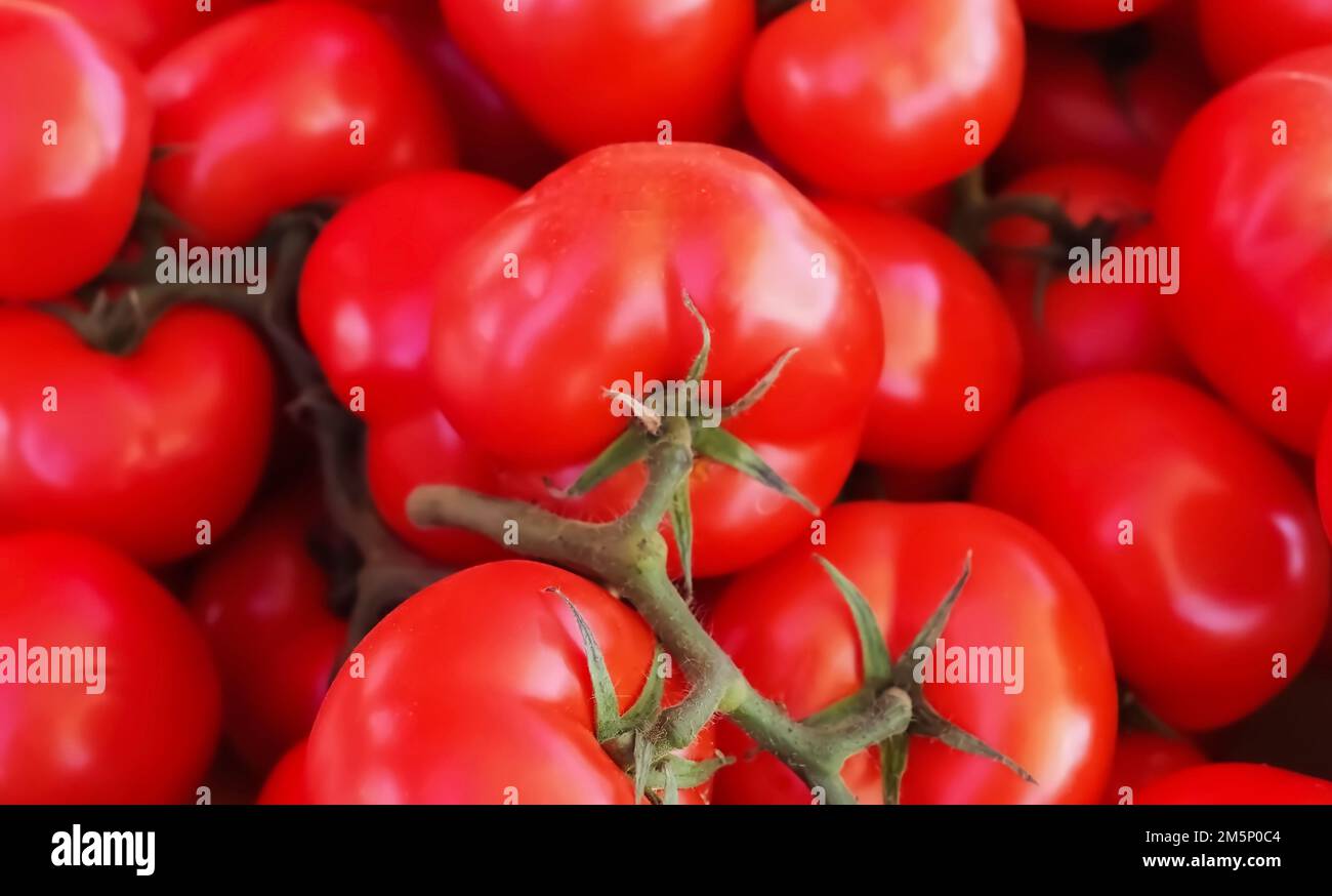 Tomatoes connected vine stem hi-res stock photography and images - Alamy