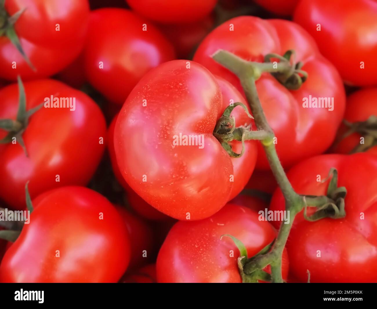 Tomatoes connected vine stem hi-res stock photography and images - Alamy