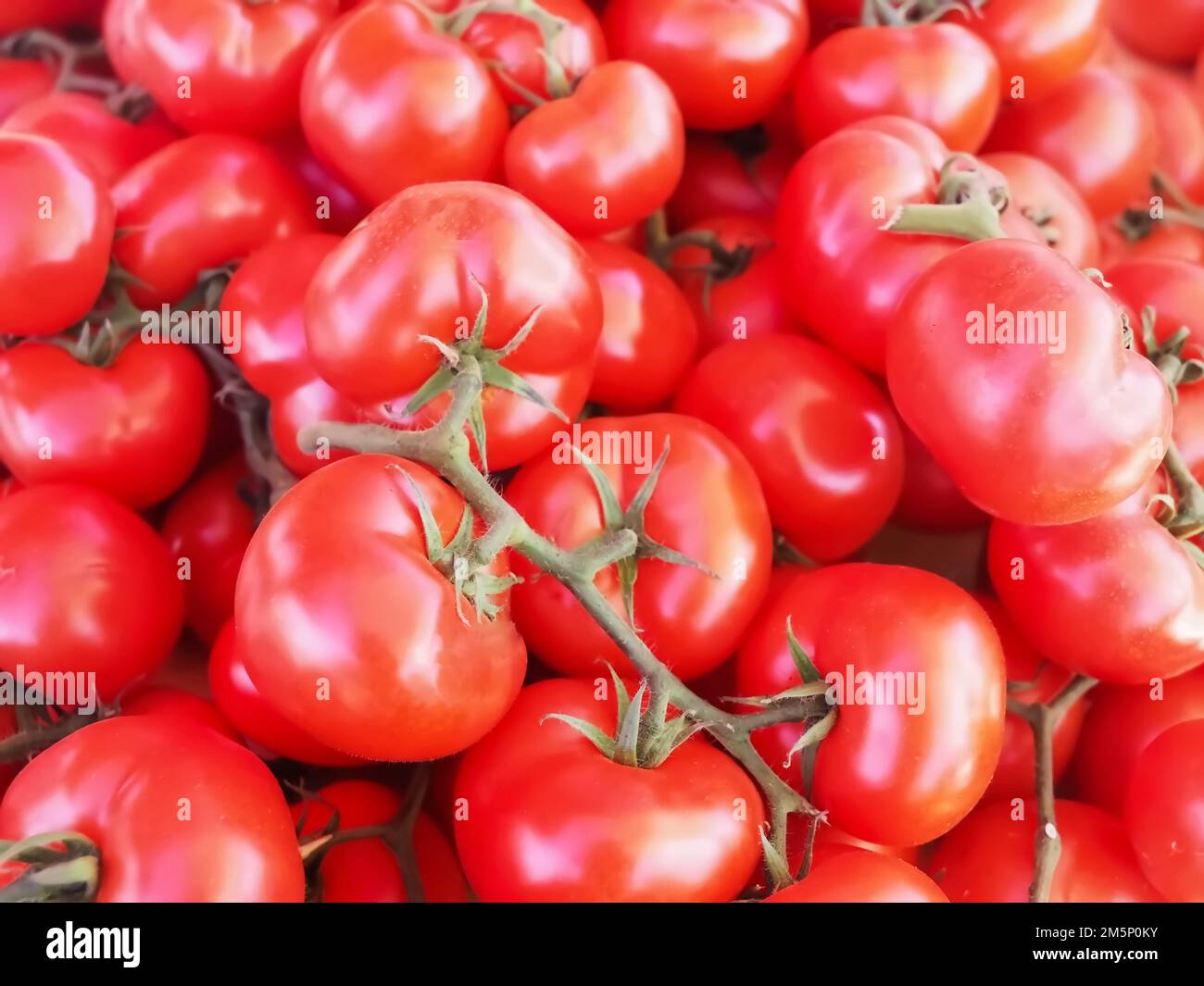 Tomatoes connected vine stem hi-res stock photography and images - Alamy