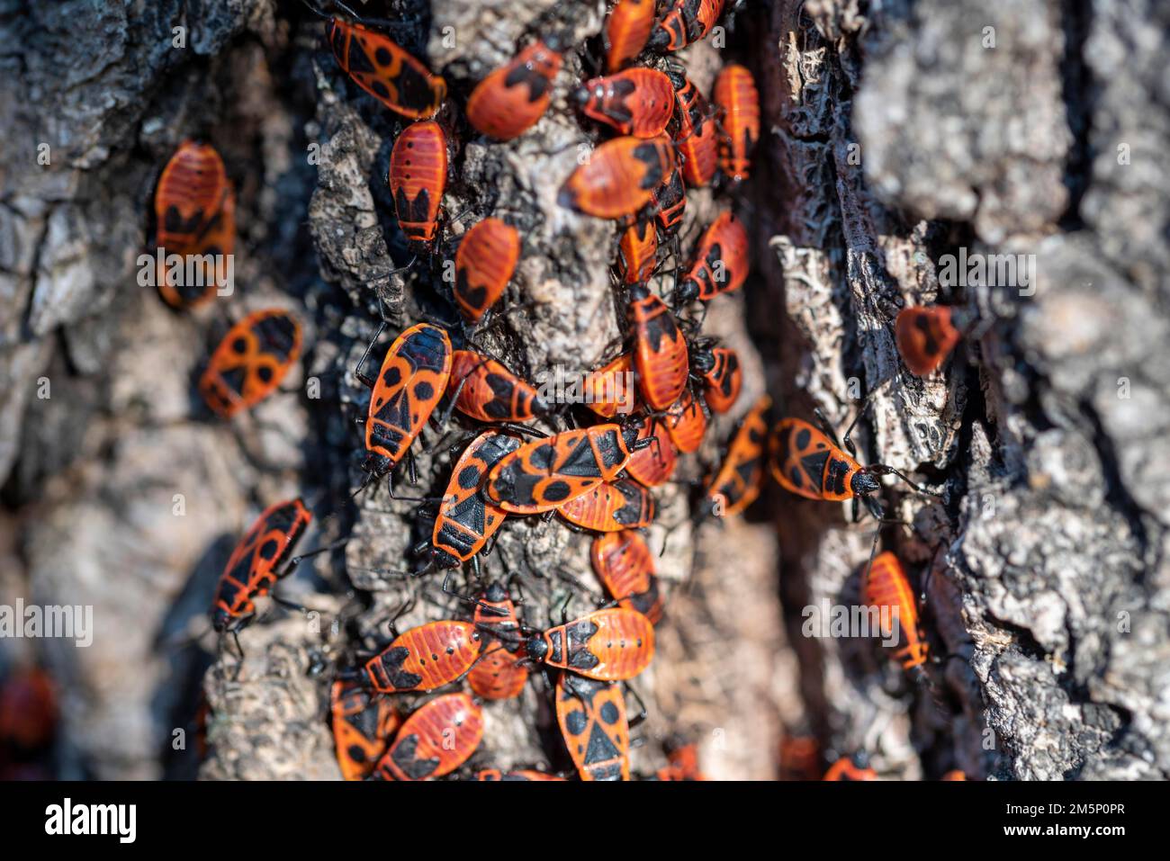 Fire bugs (Pyrrhocoridae), popularly known as fire beetles, Germany ...