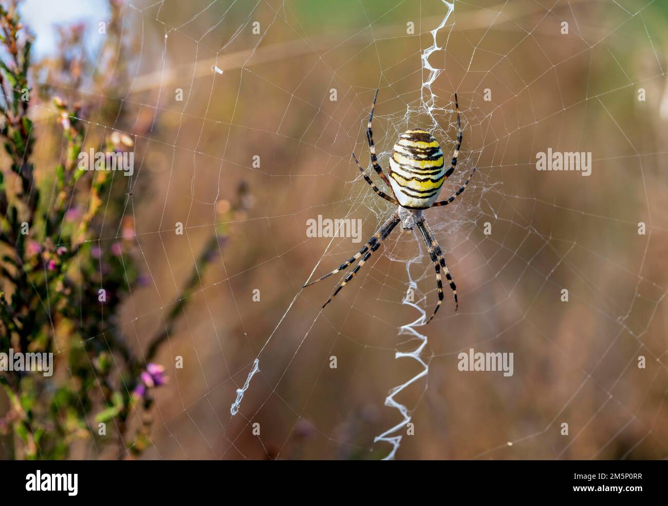 Wasp spider in web, Lueneburg Heath, Lower Saxony, Germany Stock Photo ...