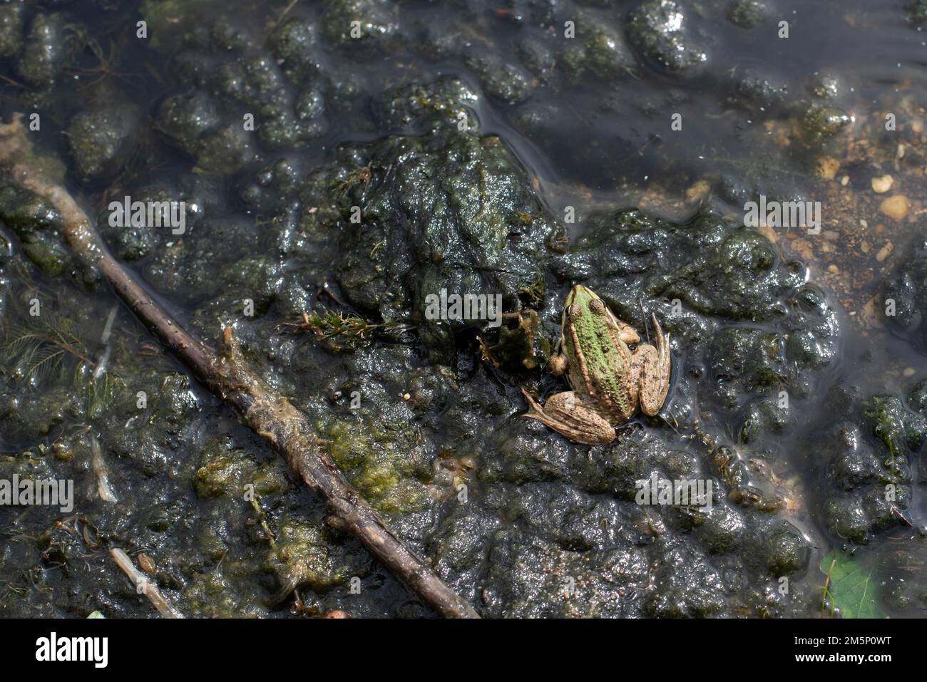Green frog (rana esculenta), Green frog, Lake Bertingen, Saxony-Anhalt ...