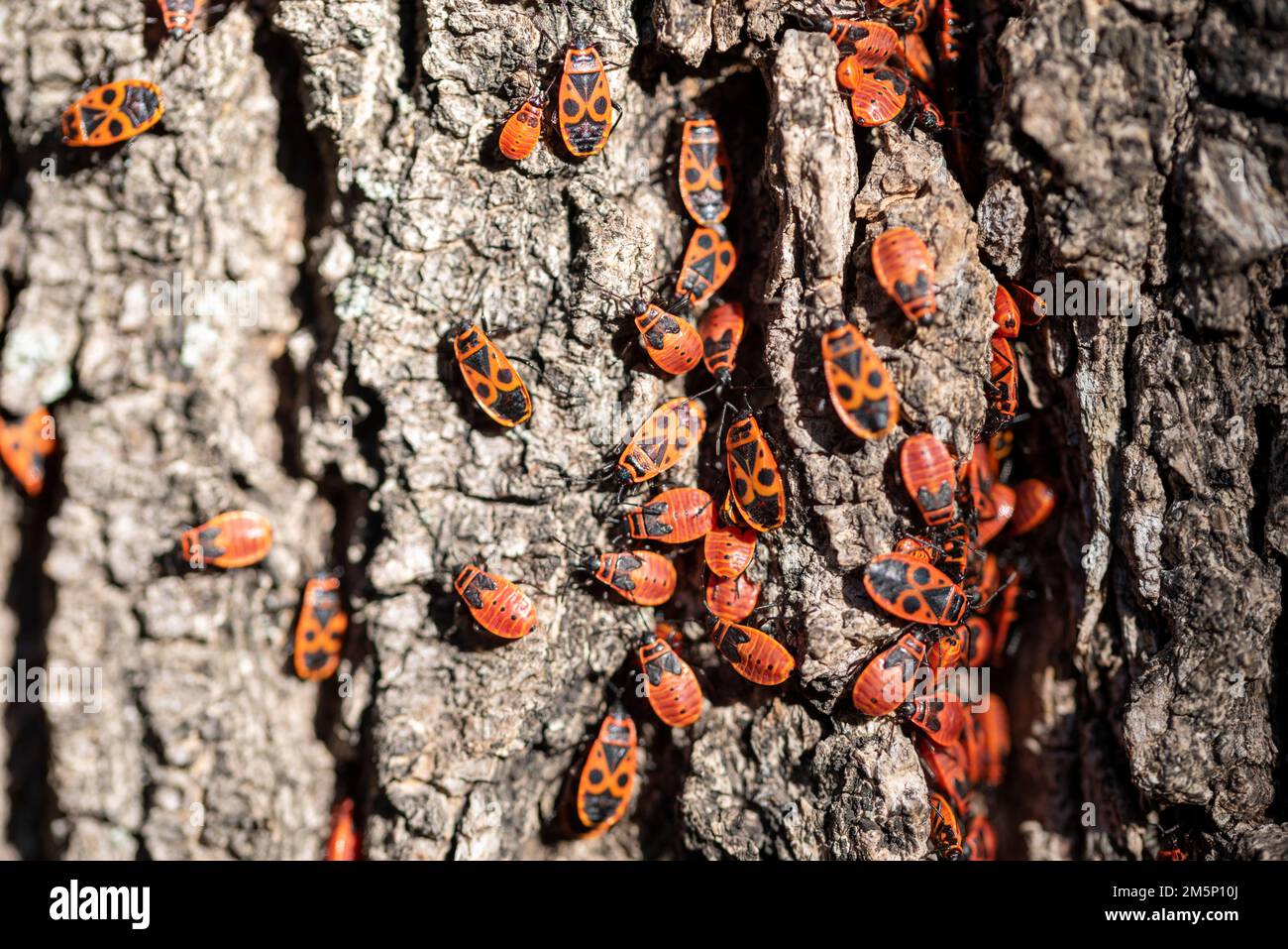Fire bugs (Pyrrhocoridae), popularly known as fire beetles, Germany ...