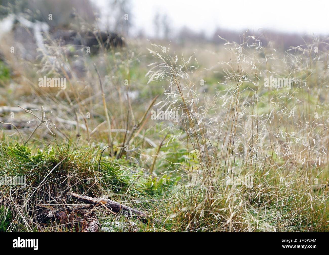 Verwunderlich Gras Im Kbel Ebenbild