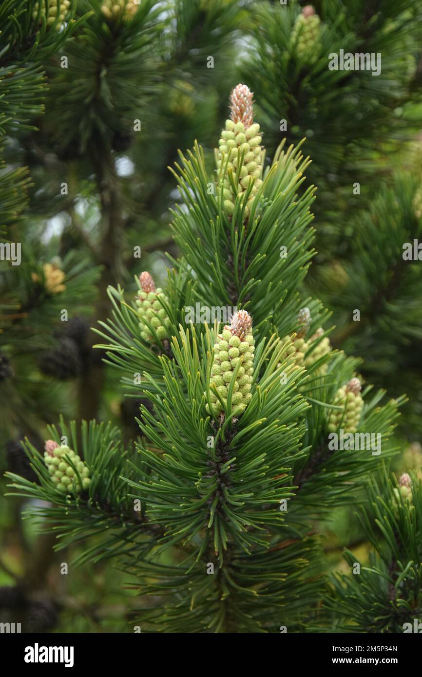 Scots pine pinus sylvestris uk garden hi-res stock photography and ...
