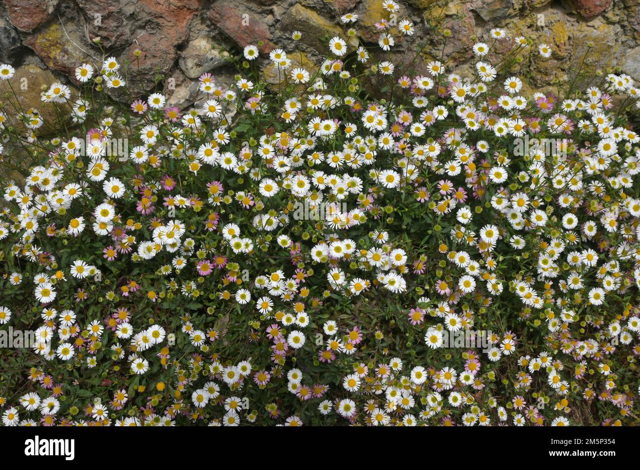 White beach aster hi-res stock photography and images - Alamy