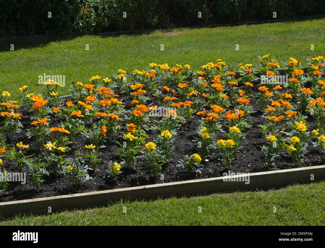 Marigolds in flower bed hi-res stock photography and images - Alamy