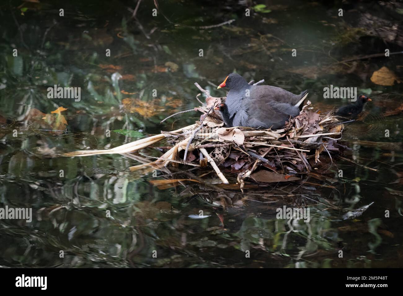 An adult Dusky moorhen & chick exhibiting nesting behaviours at ...