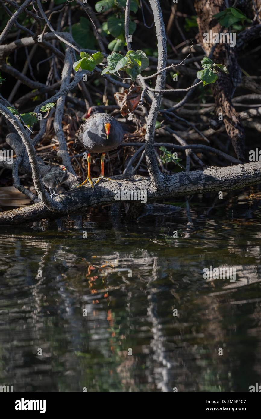 An adult Dusky moorhen & chick exhibit protective behaviours at ...