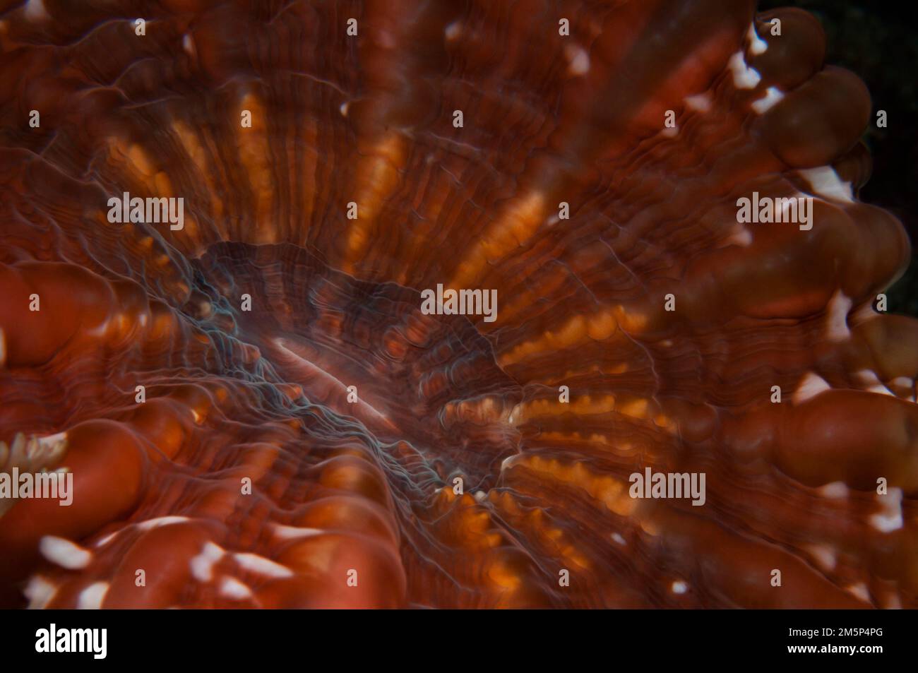 Close up shot of a cinarina coral (button coral, stony coral), Panglao ...