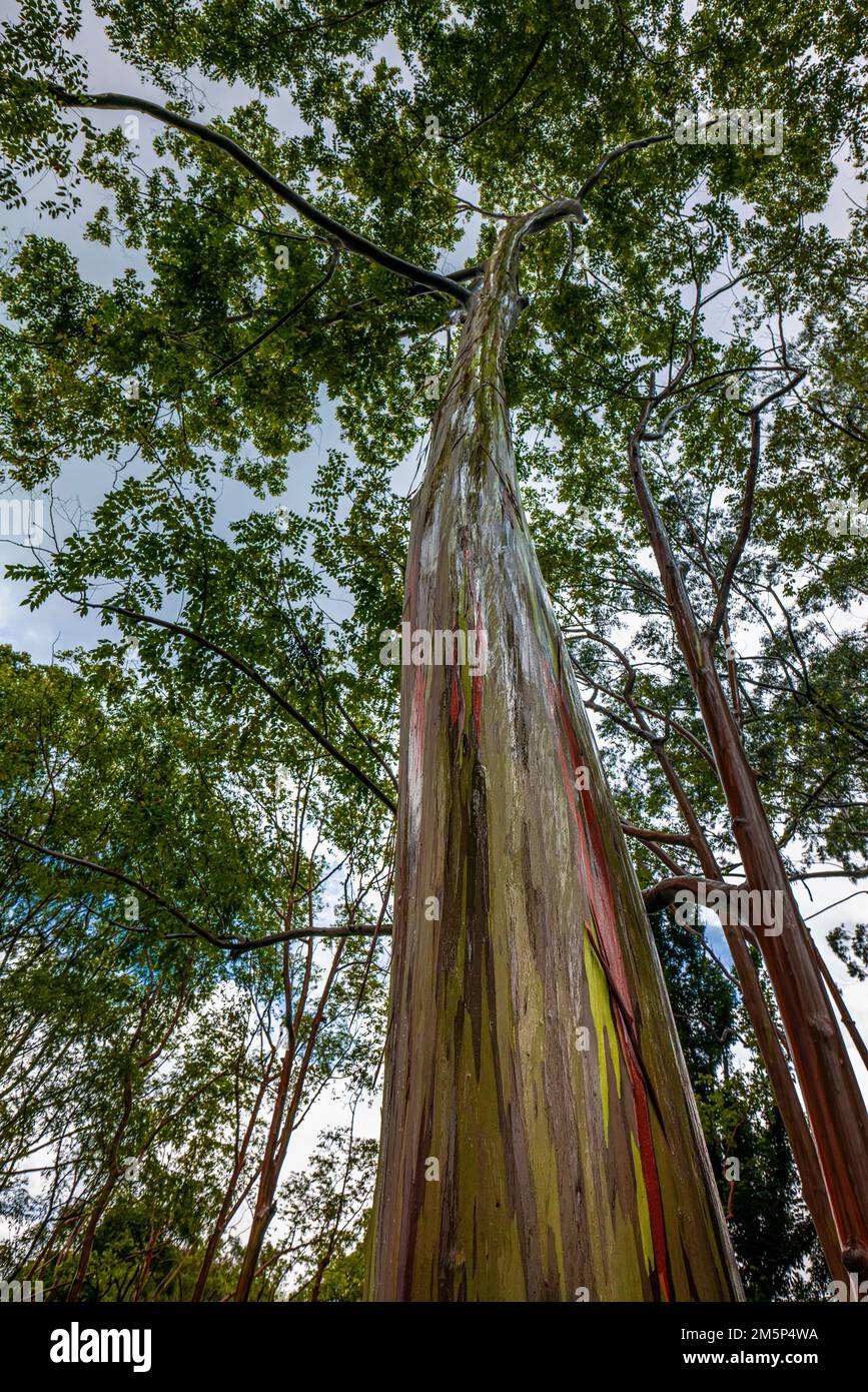 Keahua arboretum kauai hi-res stock photography and images - Alamy
