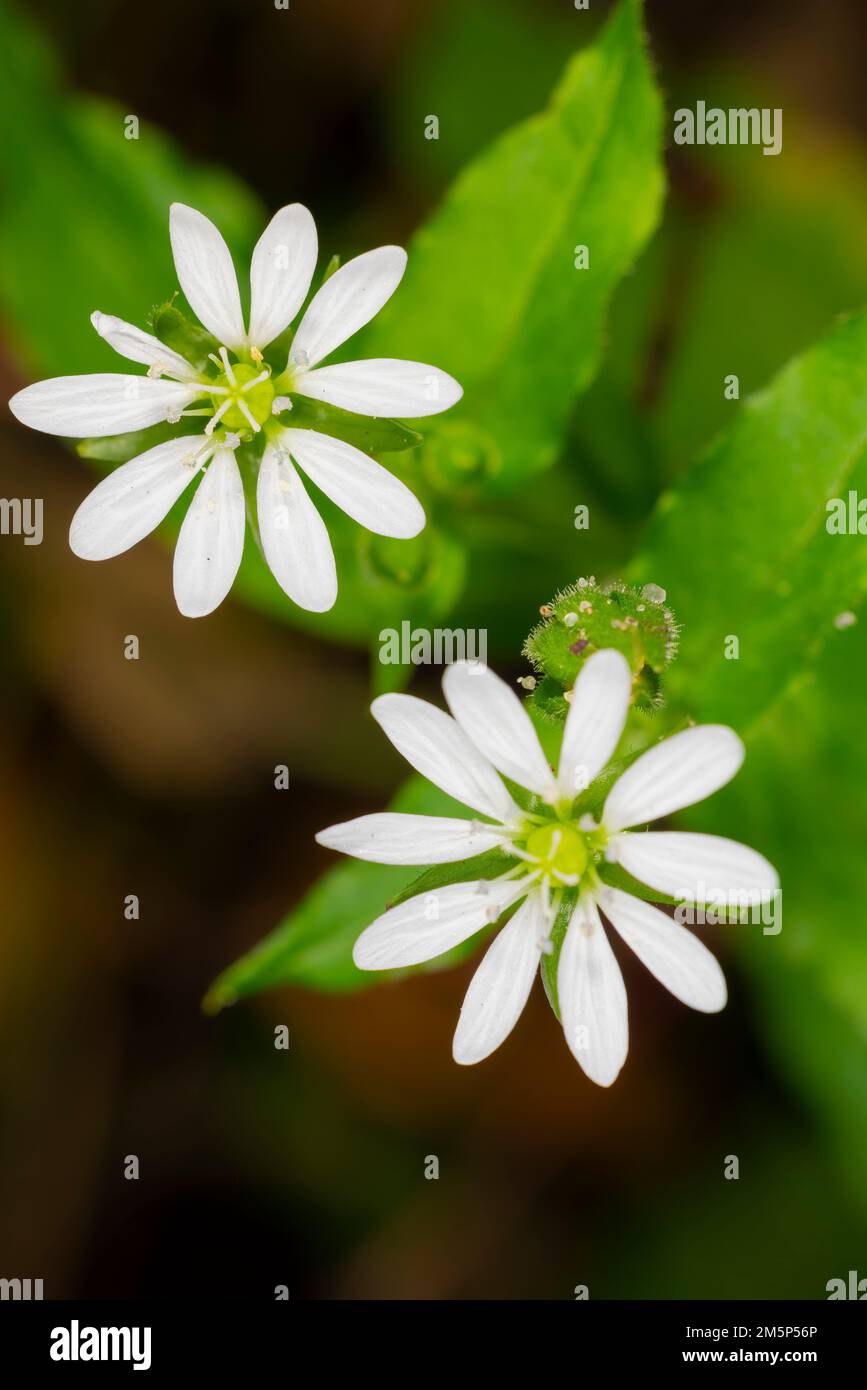 Macro photo of two white giant flower chickweed flowers with some leafs ...