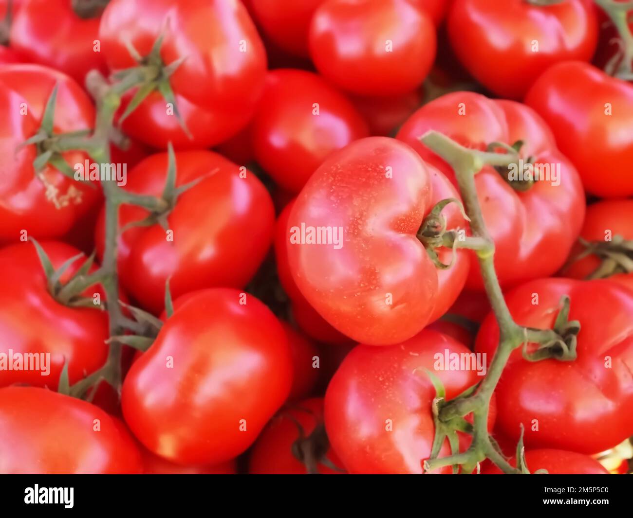Closeup of Fresh whole vine tomatoes Stock Photo - Alamy