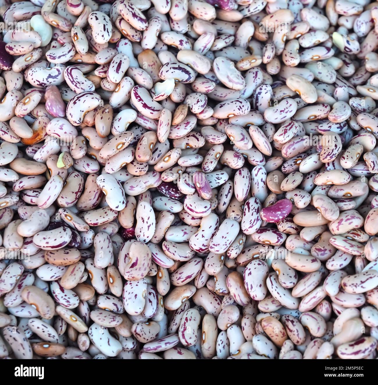 Borlotti bean isolated hi-res stock photography and images - Alamy