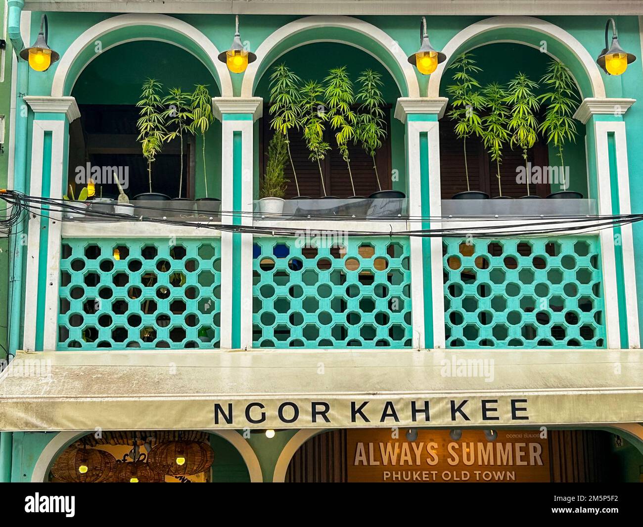 Phuket, Thailand, Detail, Marijuana Cannabis Plants on display on Shop ...