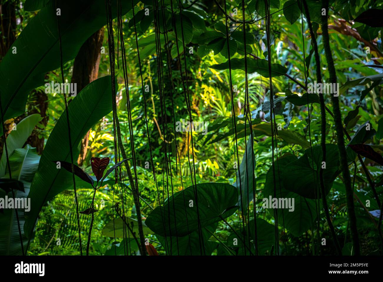 HAWAII TROPICAL BIORESERVE & GARDEN HILO HAWAII HAWAII USA Stock Photo ...