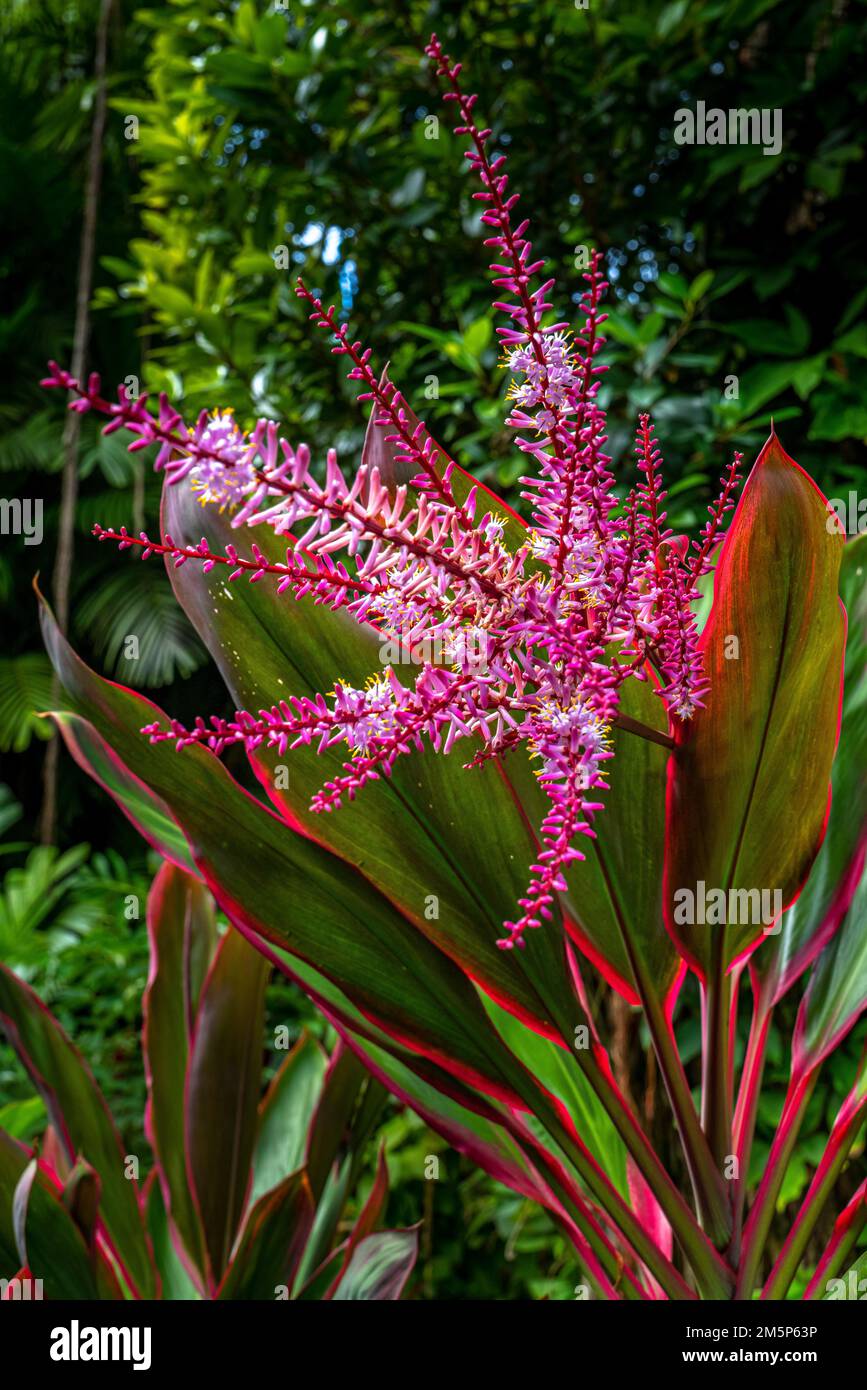 HAWAII TROPICAL BIORESERVE & GARDEN HILO HAWAII HAWAII USA Stock Photo ...
