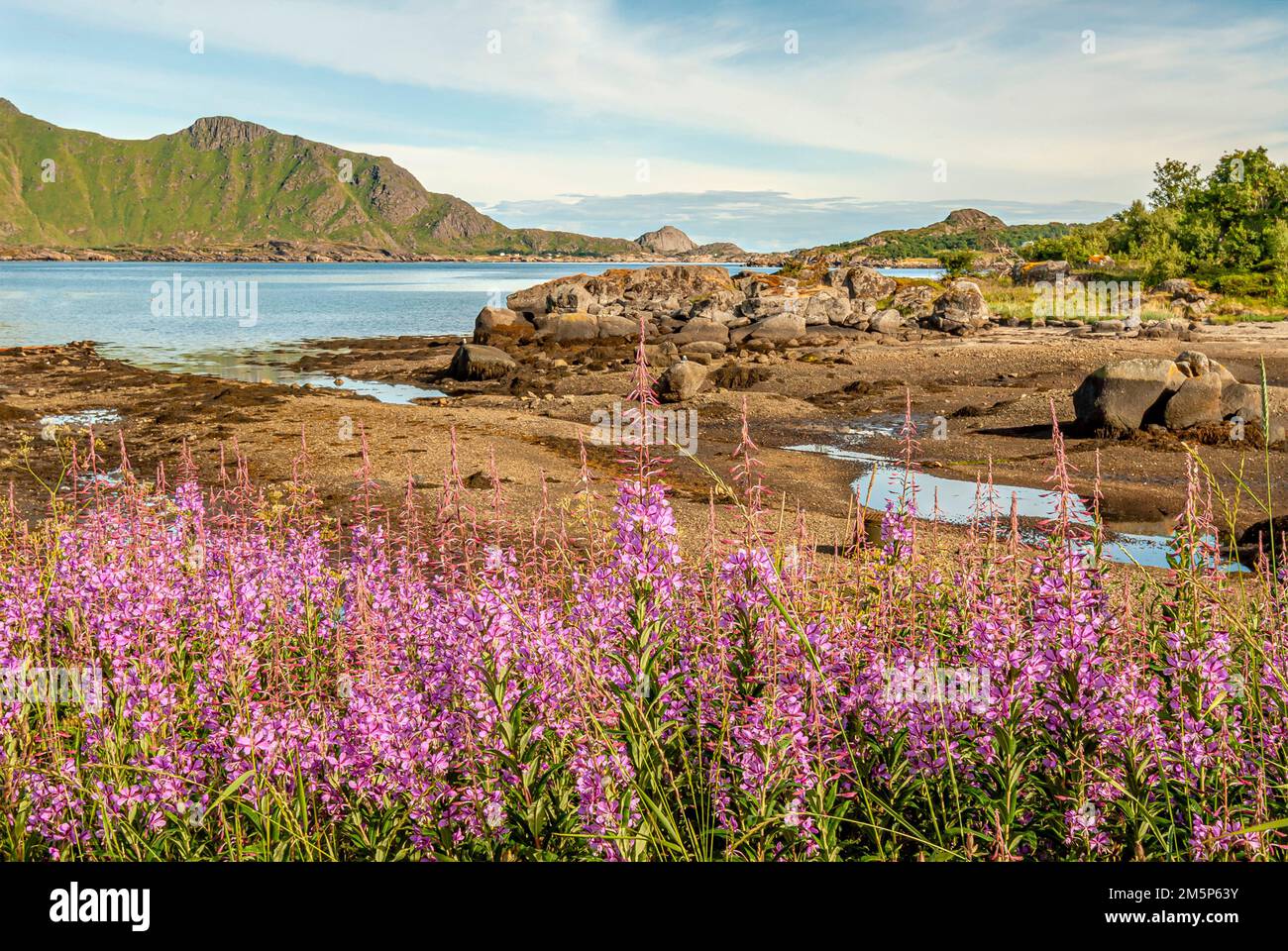 Spring flower at a landscape on the Lofoten Islands near Gravdal ...