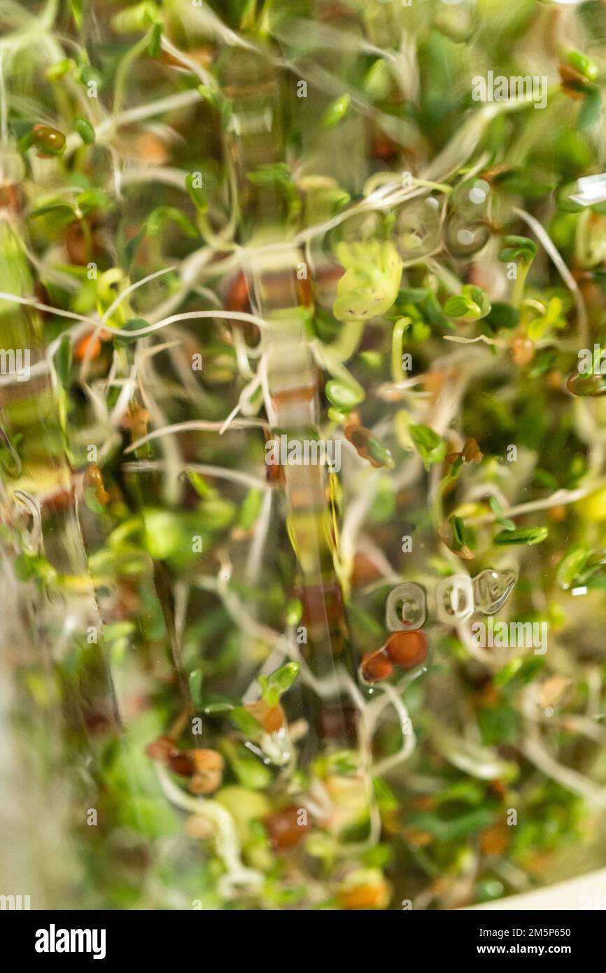 Growing sprouts in a jar Stock Photo - Alamy