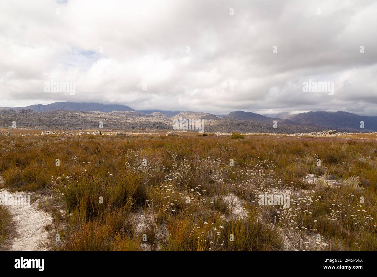 Hiking through the Fynbos Landscape of the Mountainsin the Western Cape ...
