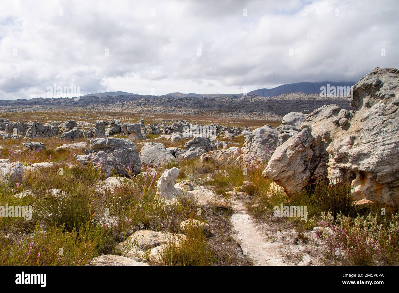 flat area of beautiful fynbos landscape on top of the mountains in the ...
