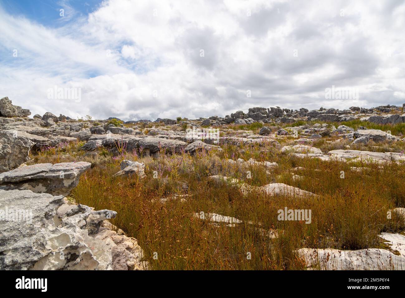 flat area of beautiful fynbos landscape on top of the mountains in the ...