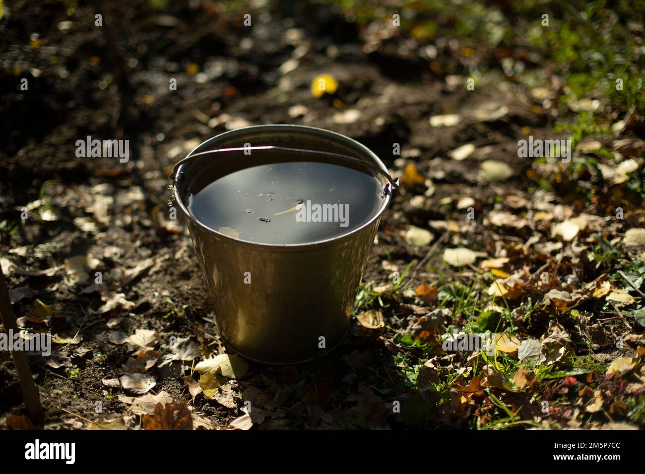Leaves float in water. Autumn leaves in steel bucket. Bucket of water ...