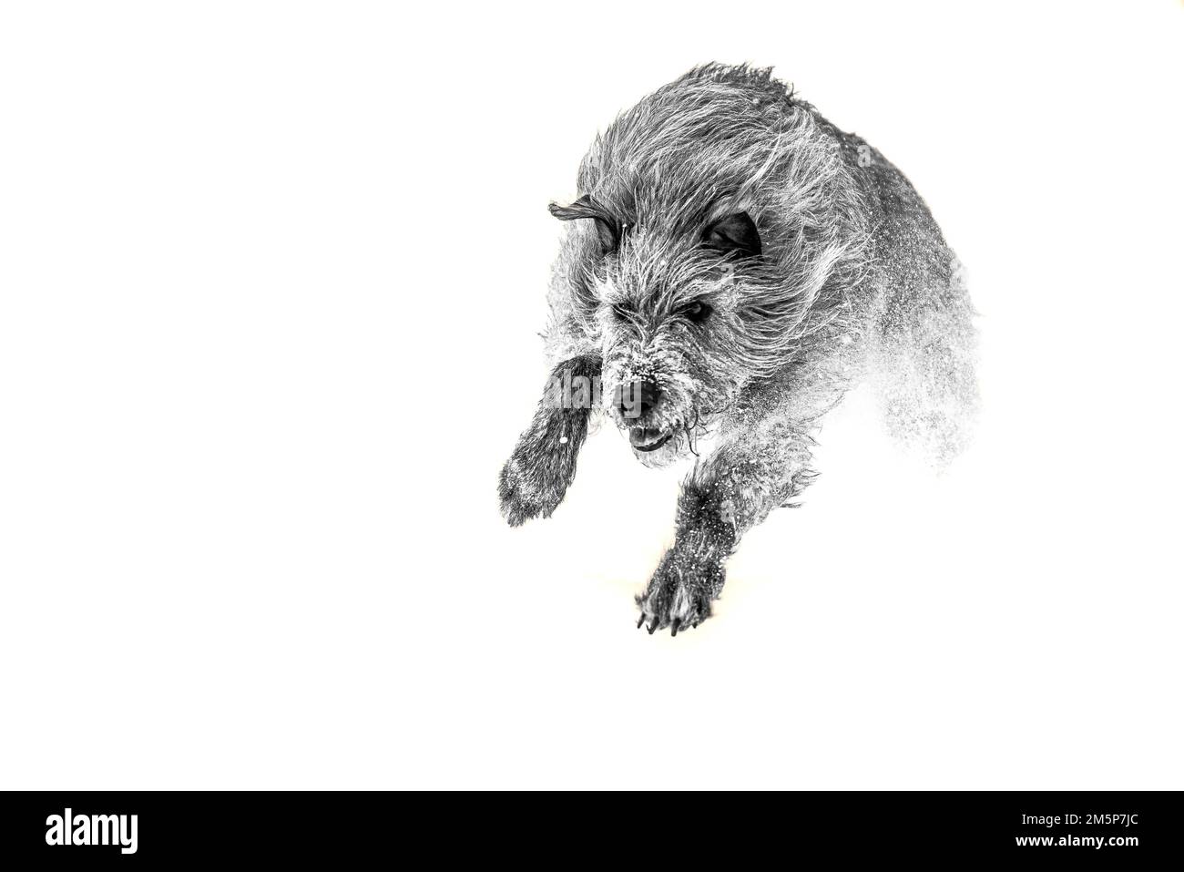 A grayscale shot of Irish Wolfhound playing in snow Stock Photo - Alamy