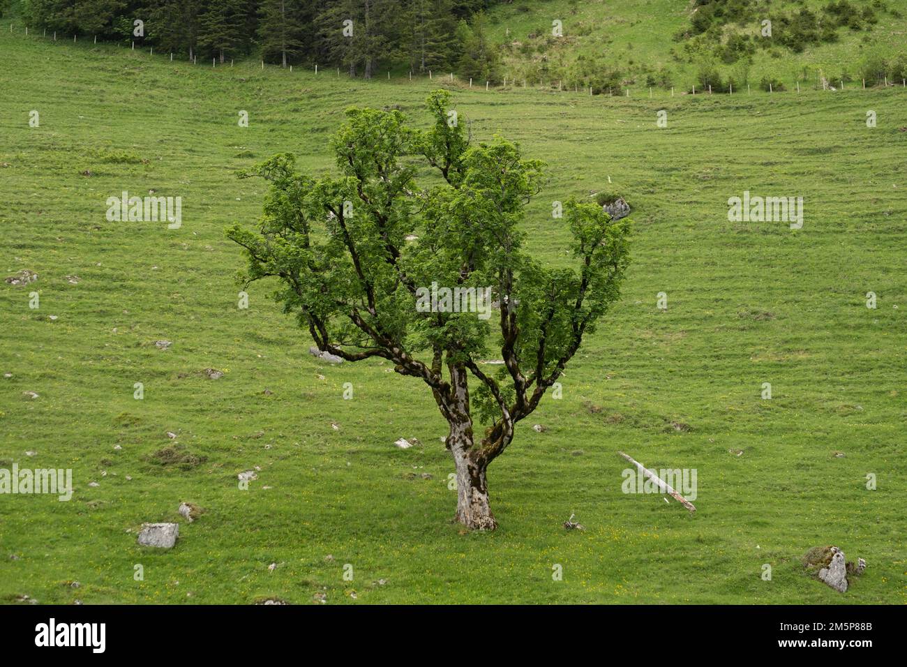 A green tree on a green background in Switzerland in the swiss alps ...