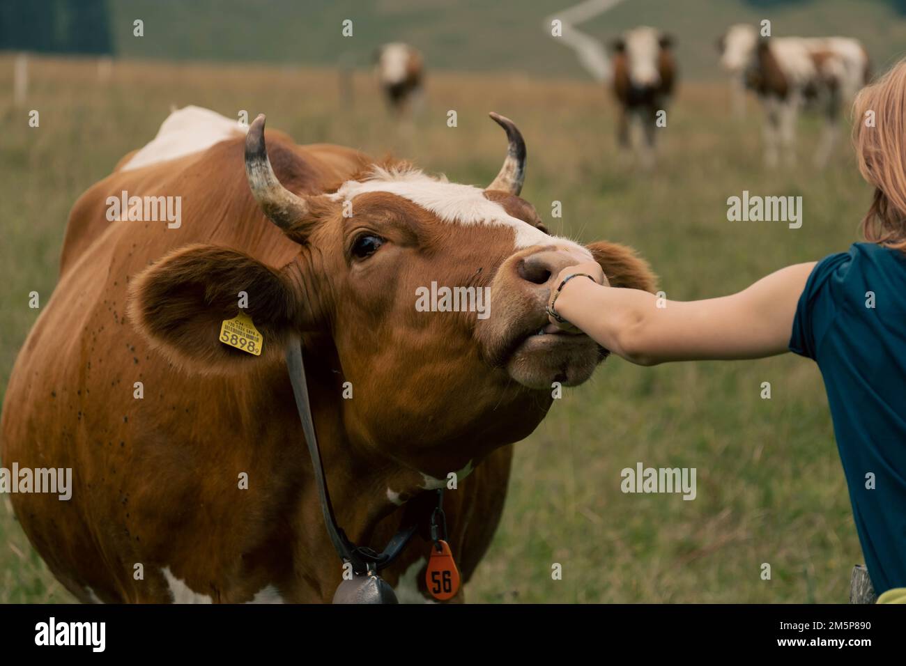 Farm girl cow hi-res stock photography and images - Alamy