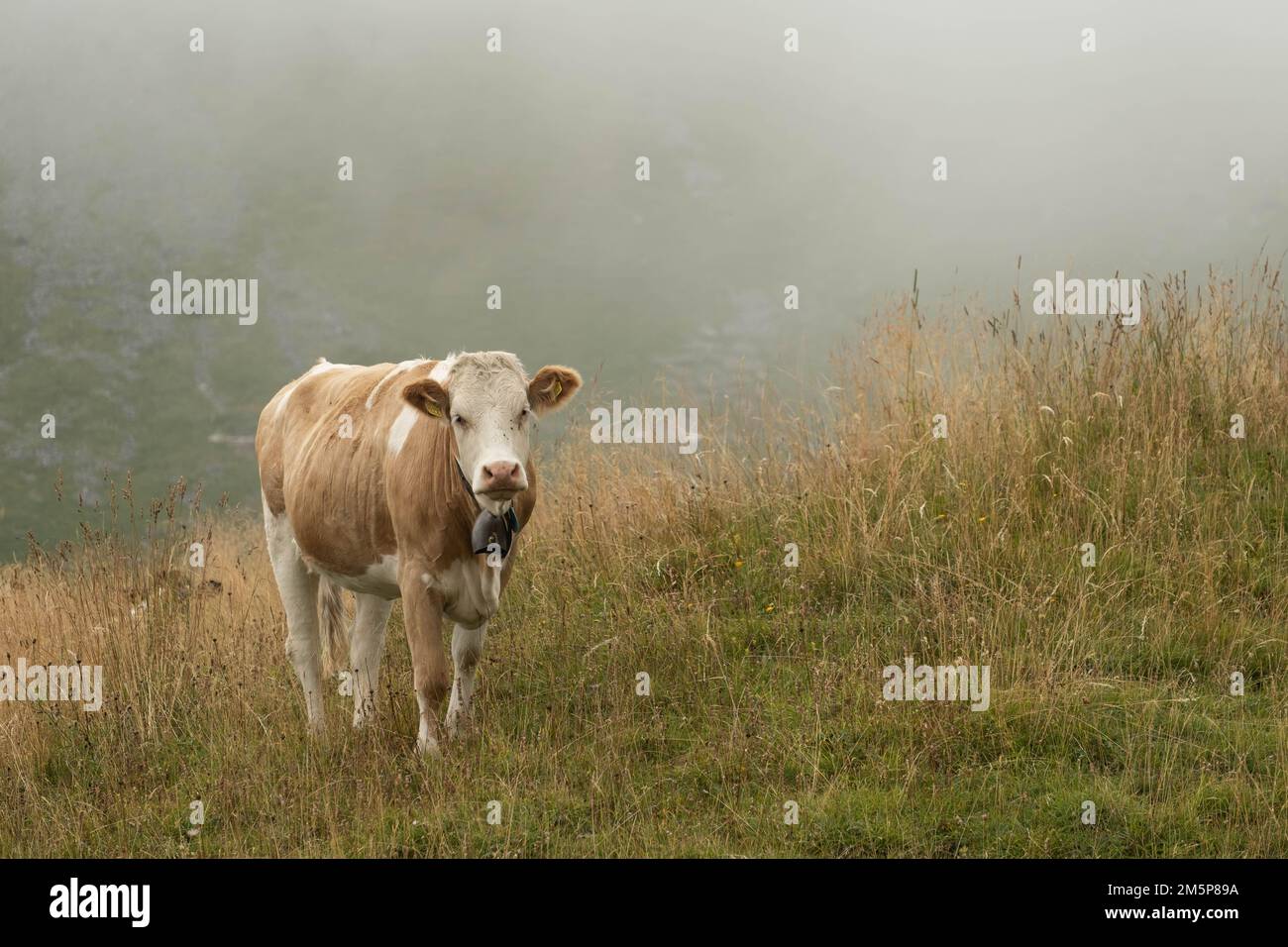 A swiss cow in the swiss alps in a grass field with mist in the ...