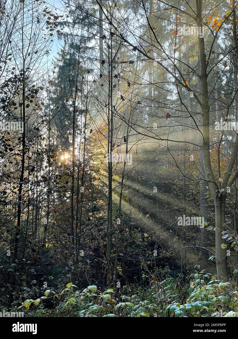 A vertical shot of the sun shining through trees in a forest Stock ...