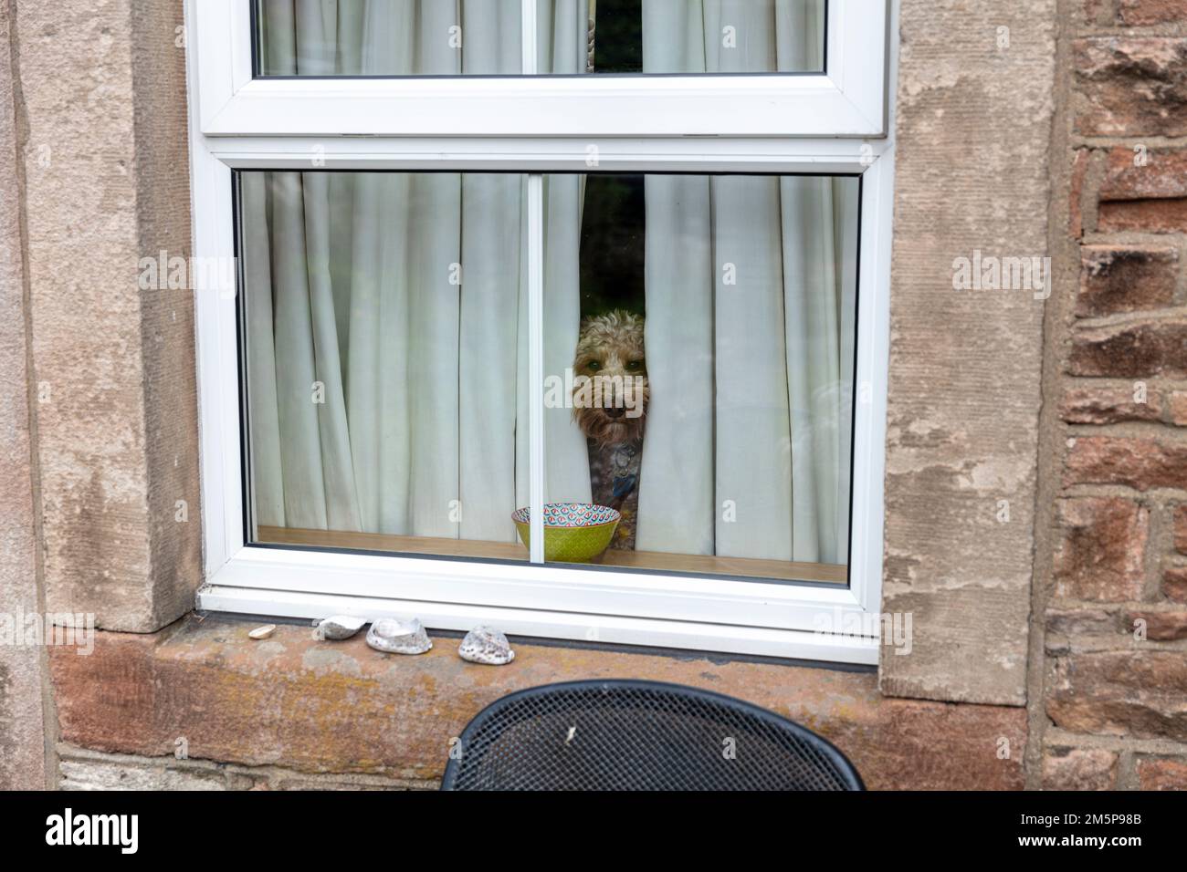 Peeking Through Window Funny