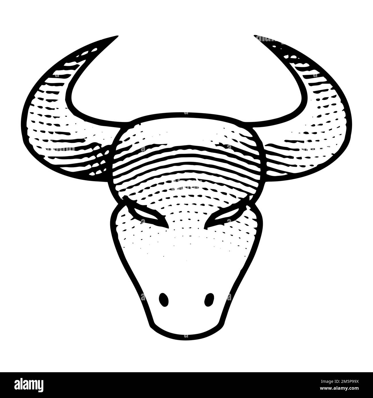 Illustration of Scratchboard Engraved Bull Front View isolated on a ...