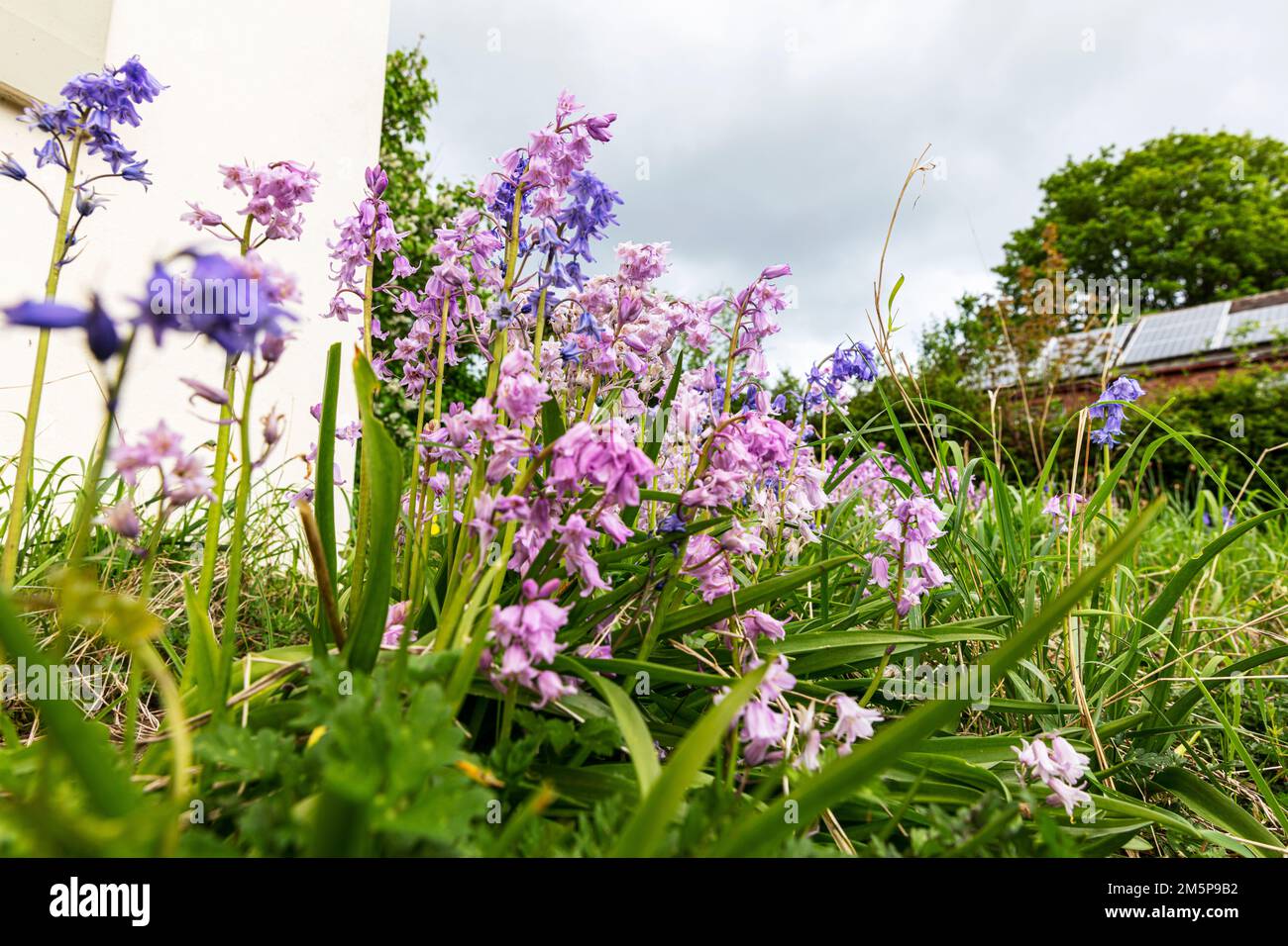 Bluebells, Hyacinthoides, pink bluebells, Queen of pinks, Hyacinthoides ...