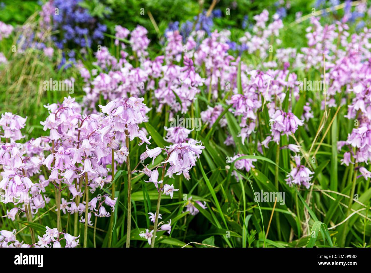 Bluebells, Hyacinthoides, pink bluebells, Queen of pinks, Hyacinthoides ...